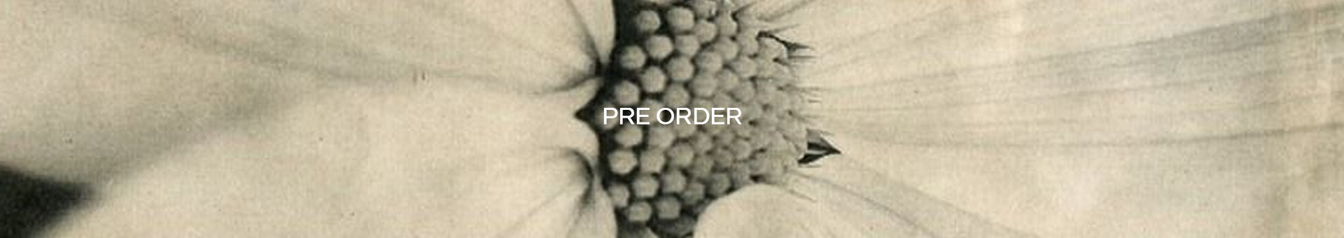 PREORDER – Coconut Love